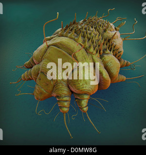 A close up view of the cause of scabies - the mite Sarcoptes scabiei ...