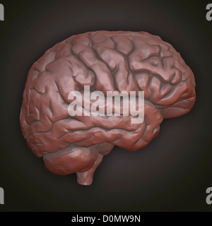 Clay model showing the anatomical structure of a brain Stock Photo - Alamy