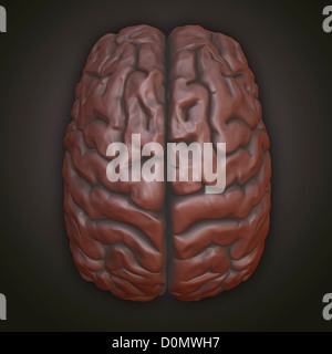 Clay model showing the anatomical structure of a brain Stock Photo - Alamy