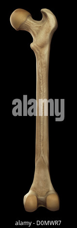 Model of the right femur bone Stock Photo - Alamy