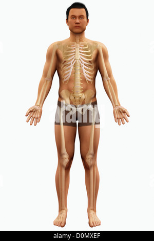Anatomical model showing the skeletal alignment of a human bent over ...