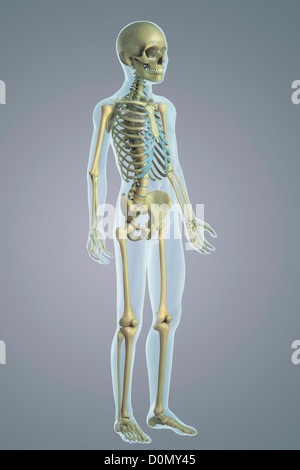 Anatomical model of a child showing skeletal system Stock Photo - Alamy