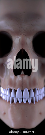 Anatomical model showing the bones of the face Stock Photo - Alamy