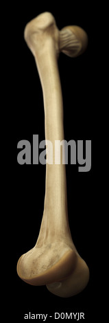 Model of the right femur bone Stock Photo - Alamy