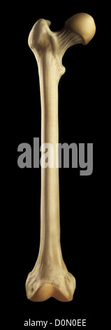 Model of the right femur bone Stock Photo - Alamy