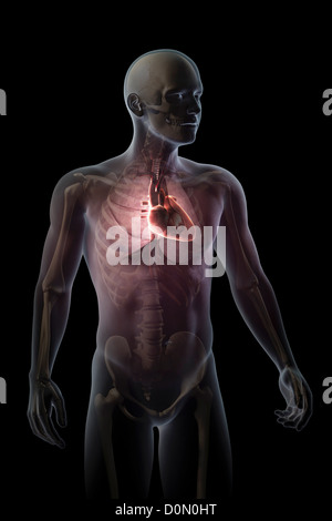 Anatomical model showing the position of the human heart within the ...