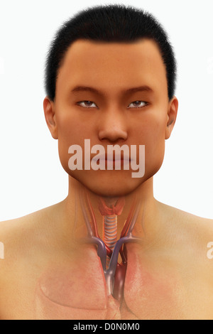 Anatomical model showing the upper thoracic organs Stock Photo - Alamy