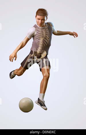 Anatomical model showing the skeletal alignment of a human bent over ...