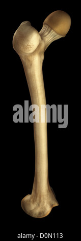 Model of the right femur bone Stock Photo - Alamy
