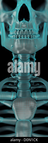 Wire frame anatomical model showing the lumbar vertebrae Stock Photo ...