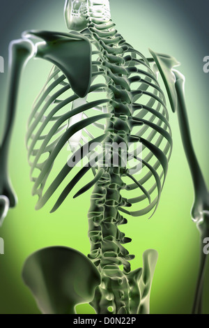 Rear view of human skeletal system showing upper back Stock Photo ...