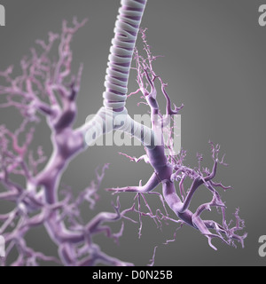 Digital illustration showing structure bronchus bronchial tubes. These ...