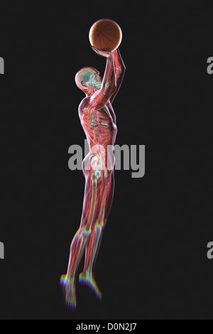 Male figure jumping basketball about take shot. internal anatomy ...