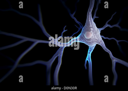 Pyramidal neurons or pyramidal cells are type neuron found in brain ...