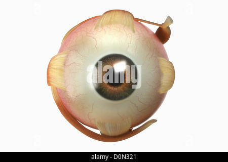 An isolated human eye ball with its muscles Stock Photo - Alamy