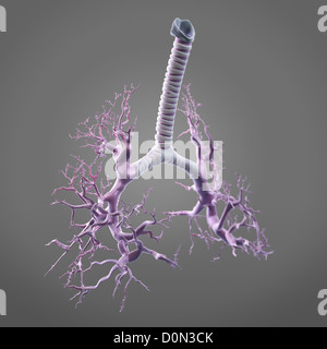 Digital illustration showing structure bronchus bronchial tubes. These ...