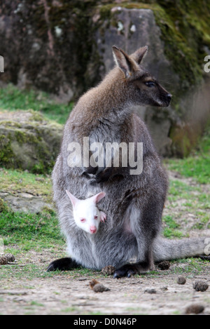 Albino wallaby in mother's pouch Stock Photo - Alamy