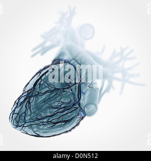 Inferior view of the heart and its coronary blood vessels Stock Photo ...