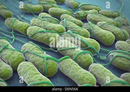 A culture of Salmonella bacteria on a plane surface. Salmonella is a ...