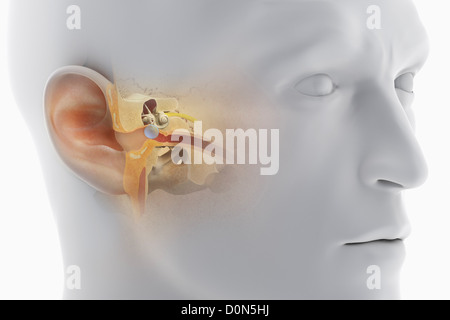 A sectional view of the human head revealing the anatomy of the ear ...