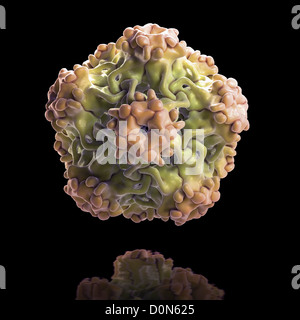 Structure small virus-like particles assembled L1 protein human ...