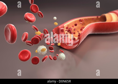A section of a blood vessel with blood cells rushing towards the ...