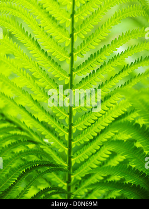 close up of nature fresh green grass with dews drop Stock Photo - Alamy