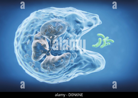 A white blood cell engulfing bacteria in process called phagocytosis ...