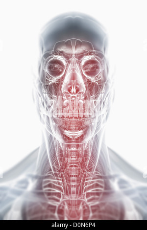 Stylized front view of the head and neck with the bones and major blood ...