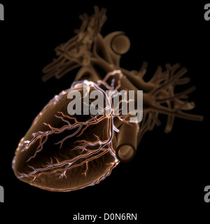 Inferior view of the heart and its coronary blood vessels Stock Photo ...