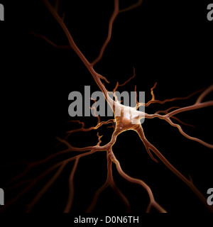 Pyramidal neurons or pyramidal cells are type neuron found in brain ...
