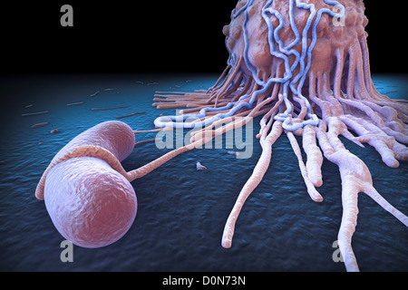 A close up macrophage cell bacteria. Macrophages are phagocytes their ...