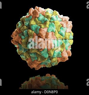 Structure Rice Yellow Mottle Virus (PDB 1F2N). genus Sobemovirus RYMV ...