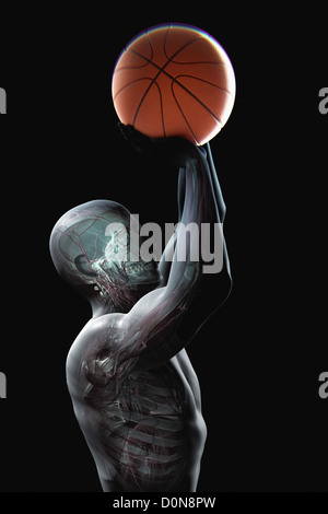 Male figure jumping basketball about take shot. internal anatomy ...