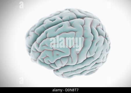 Superior view of an anatomical model of the brain and its blood supply ...