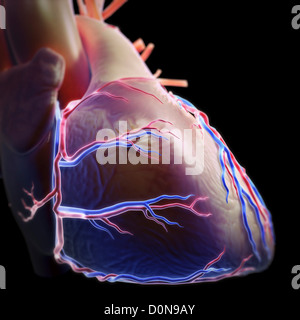 Side view of the heart anatomy and its coronary blood vessels Stock ...