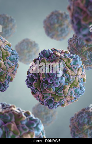 Structure ECHO (Enteric Cytopathic Human Orphan) virus (PDB 1EV1) type ...