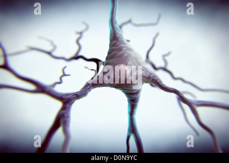 Pyramidal neurons or pyramidal cells are type neuron found in brain ...