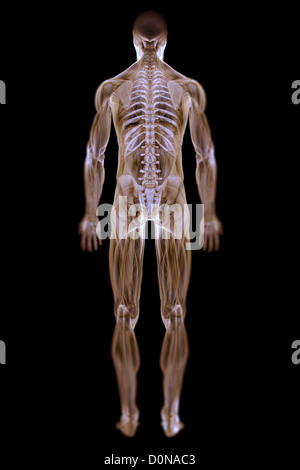 A transparent skin reveals the muscles and skeletal structures of the ...