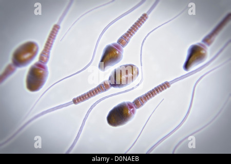 Multiple male sperm cells Stock Photo - Alamy