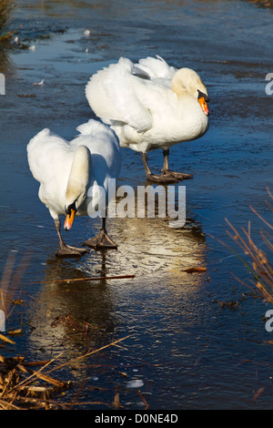 Mute Swans standing on ice Stock Photo - Alamy