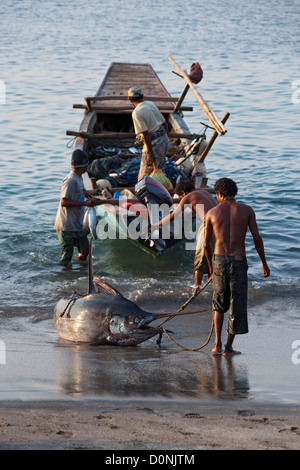 Unloading a dead marlin catch from a small boat, Lamalera, Lembata ...