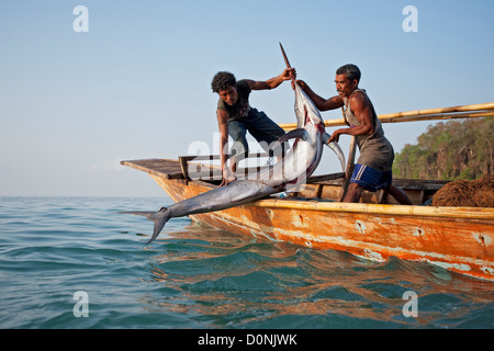Unloading a dead marlin catch from a small boat, Lamalera, Lembata ...