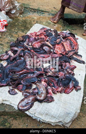 Gill rakers from box rays being dried, ready for use in Chinese ...
