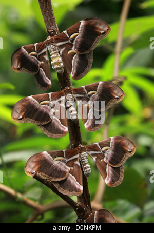 Indian Eri Silkmoths, Samia ricini, Saturniidae, Lepidoptera. India ...