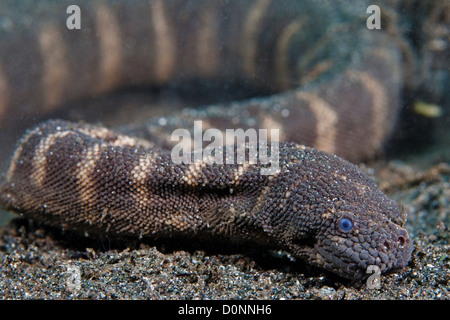 Marine File Snake, Acrochordus granulatus, Manado, Sulawesi Stock Photo ...