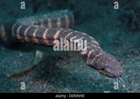 Marine File Snake, Acrochordus granulatus, Manado, Sulawesi Stock Photo ...