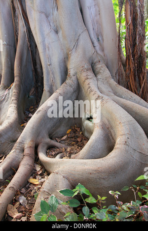 Aerial root of a strangler fig (Ficus sp.) twisted around host tree and ...