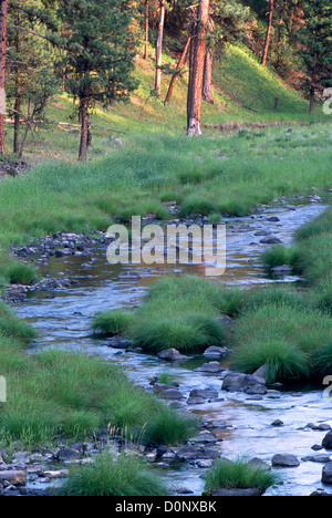 Forest Stream, Oregon Stock Photo - Alamy
