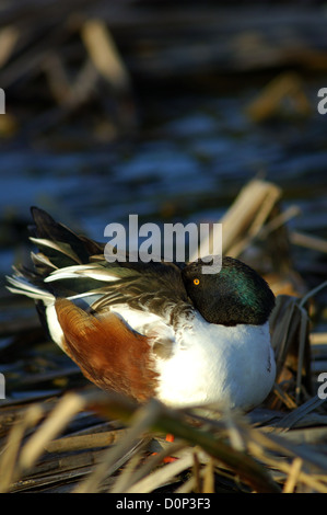 Northern shoveler spoonbill ducks resting and feeding in a marsh pond ...